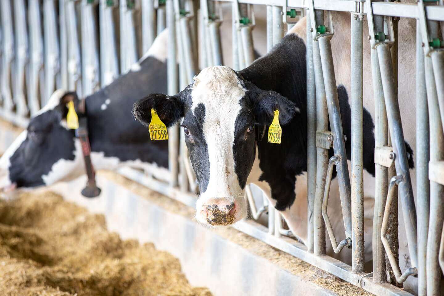 Do Cows Cause Climate Change? | U.S. Dairy