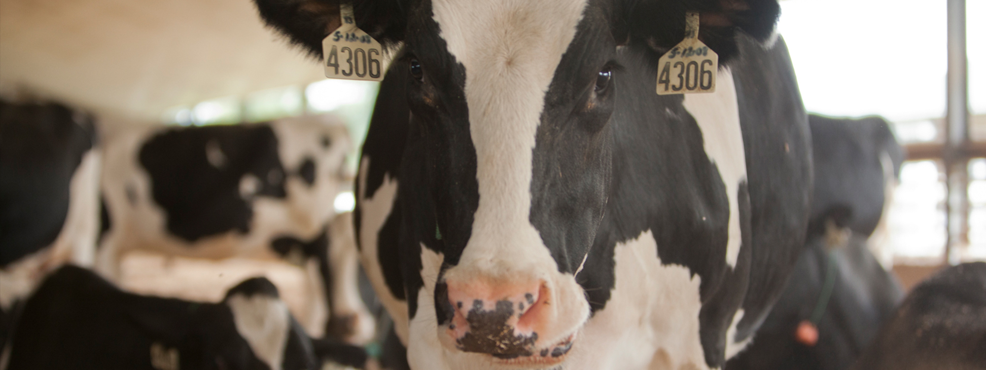 Raising Cows: How To Keep Cows Healthy | U.S. Dairy