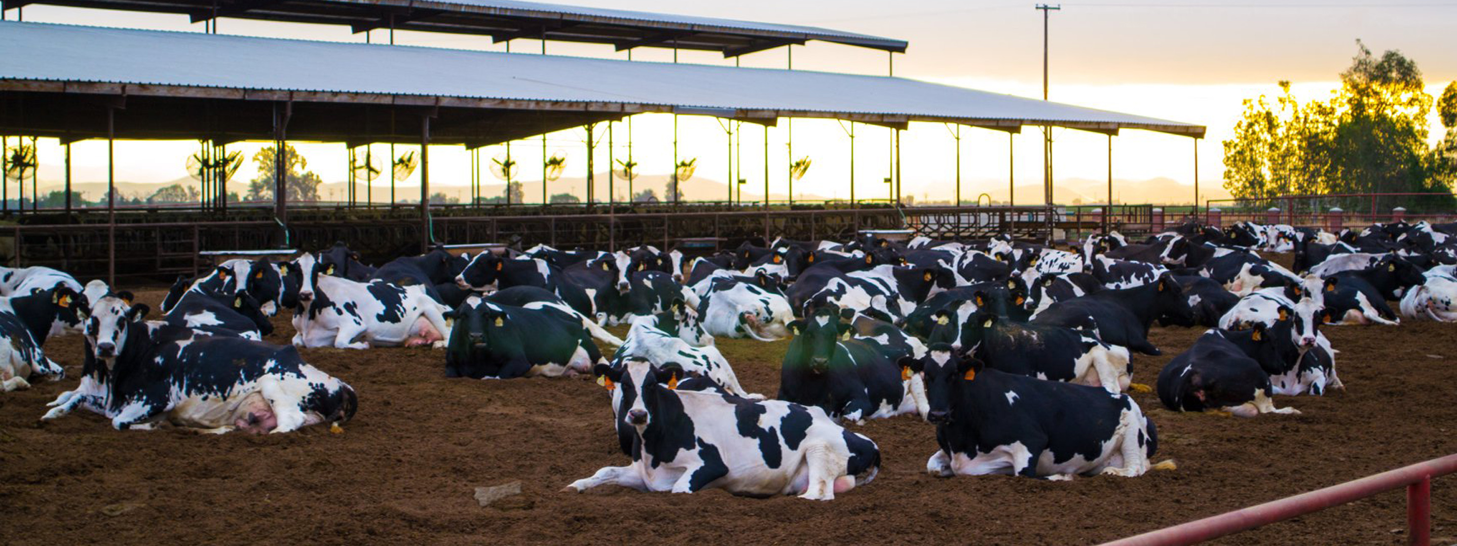 Tyler Ribeiro | U.S. Dairy