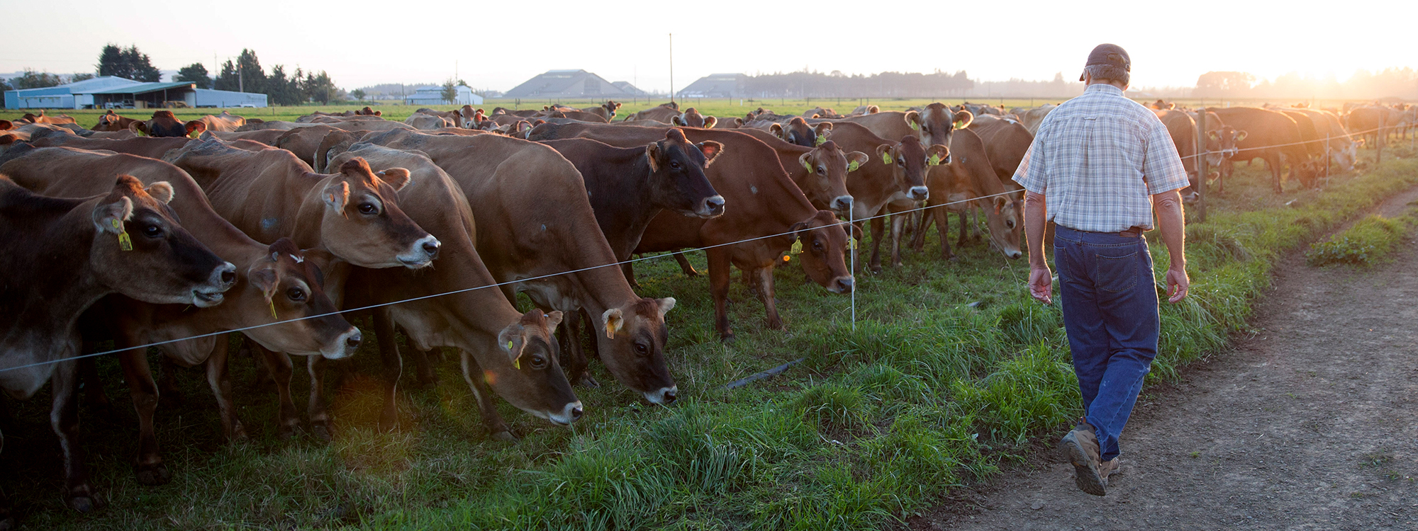 How farmers care for their cows | U.S. Dairy