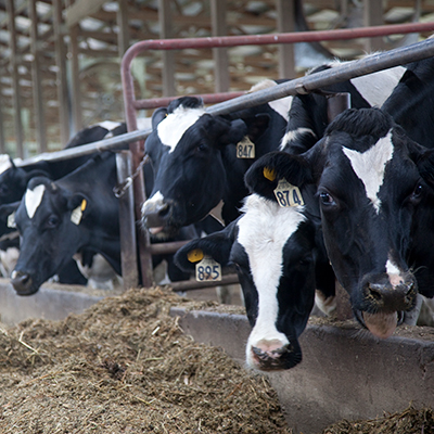 Where Do Cows Live? Introducing Dairy Barns | U.S. Dairy