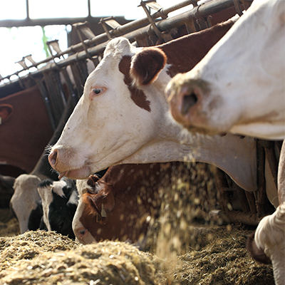 What Do Dairy Cows Eat? Cow Diets & Nutrition | U.S. Dairy