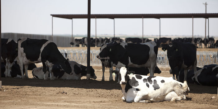 Where do cows live? The strategy behind dairy barns | U.S. Dairy