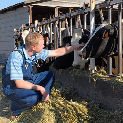 Keeping Cows Healthy: It’s What Dairy Farmers Do | U.S. Dairy