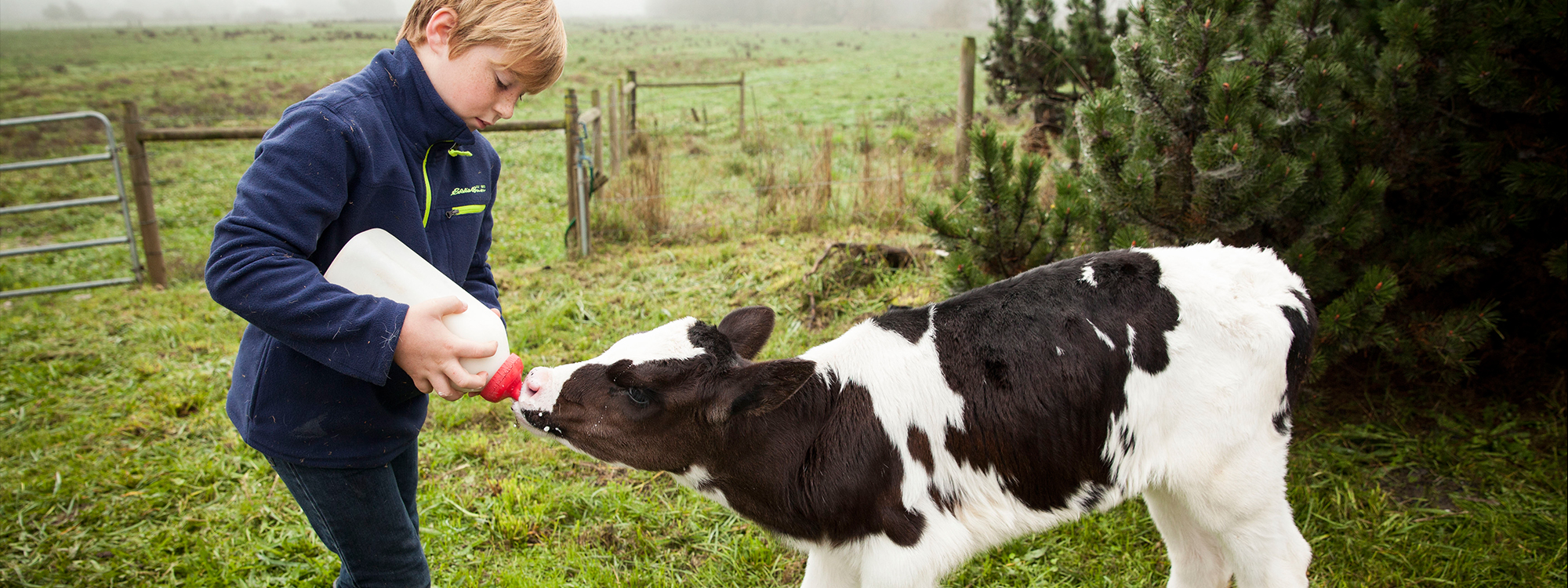 America’s Dairies at a Glance | U.S. Dairy
