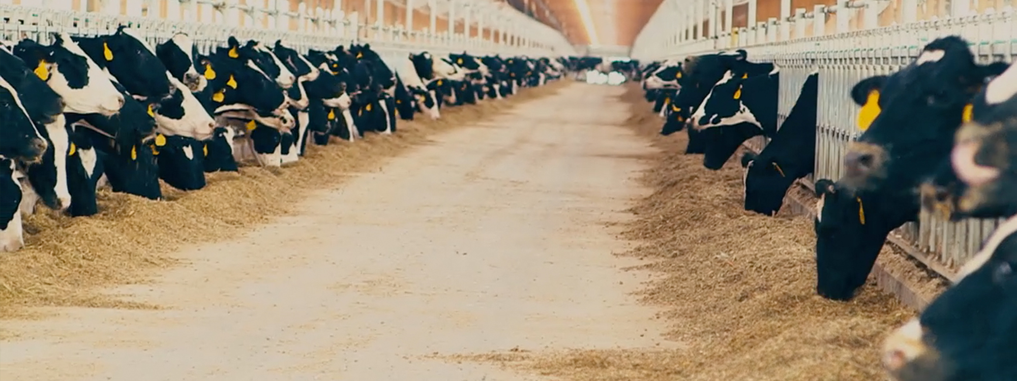 Keeping Cows Comfortable Tops Our To-Do List | U.S. Dairy
