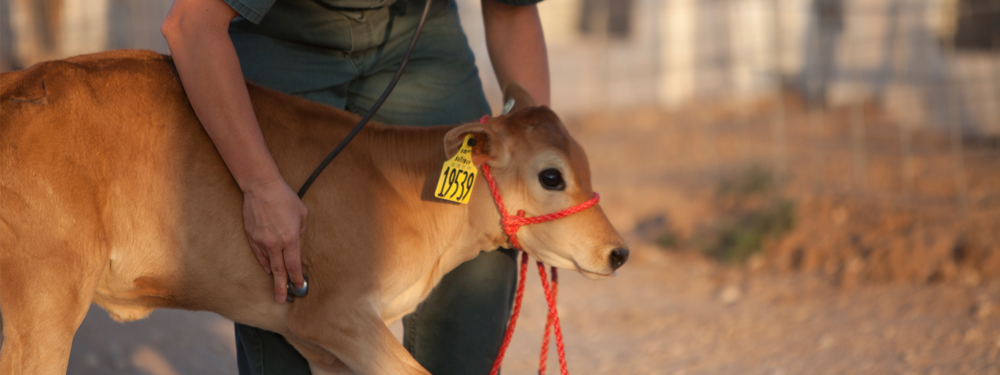 Dairy Cow Care: Cow Health Care & Welfare | U.S. Dairy