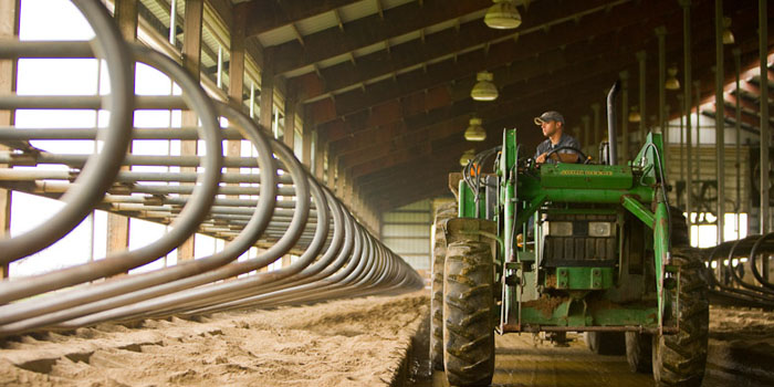 Where do cows live? The strategy behind dairy barns | U.S. Dairy