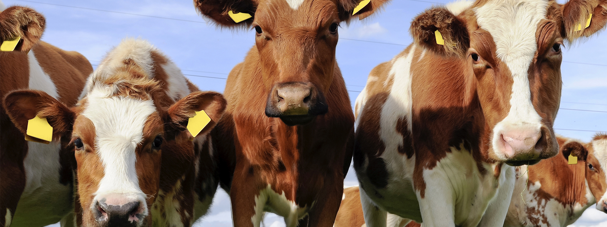 Cows Mooing Whats Behind a Moo Plenty | U.S. Dairy