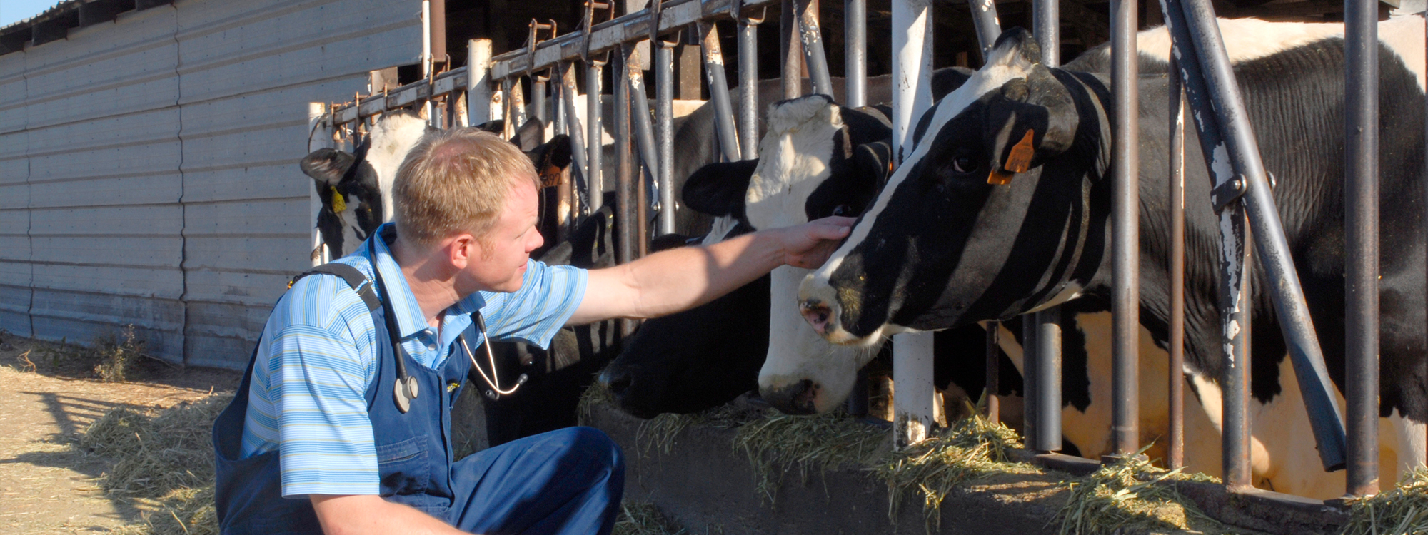 Keeping Cows Healthy: It’s What Dairy Farmers Do | U.S. Dairy
