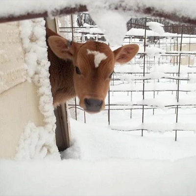 How Do Cows Stay Warm? Cows In The Winter | U.S. Dairy