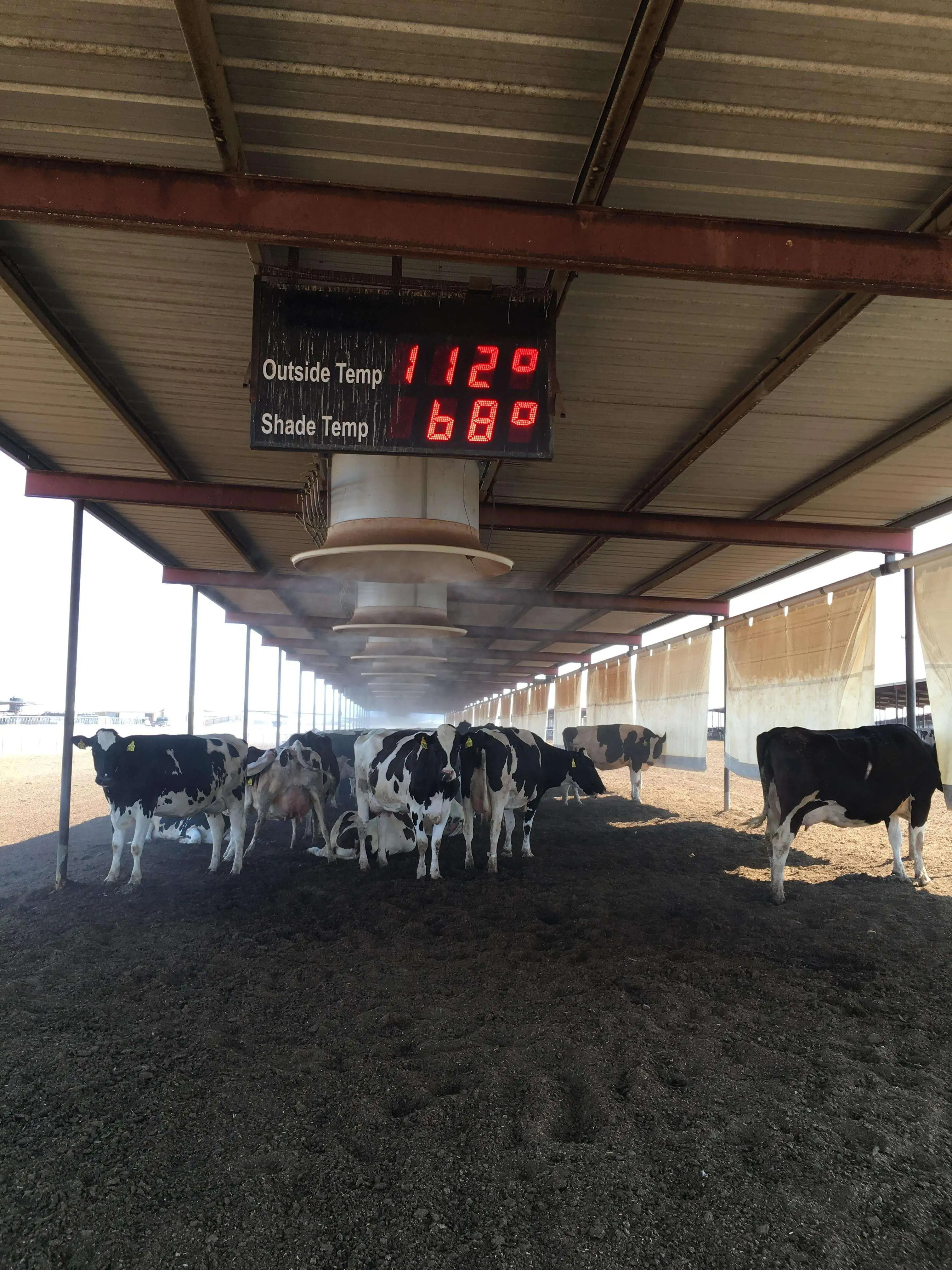 How Dairy Farmers Care About Animal Welfare | U.S. Dairy