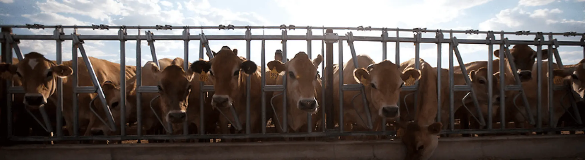 Sustainability Alliance | U.S. Dairy