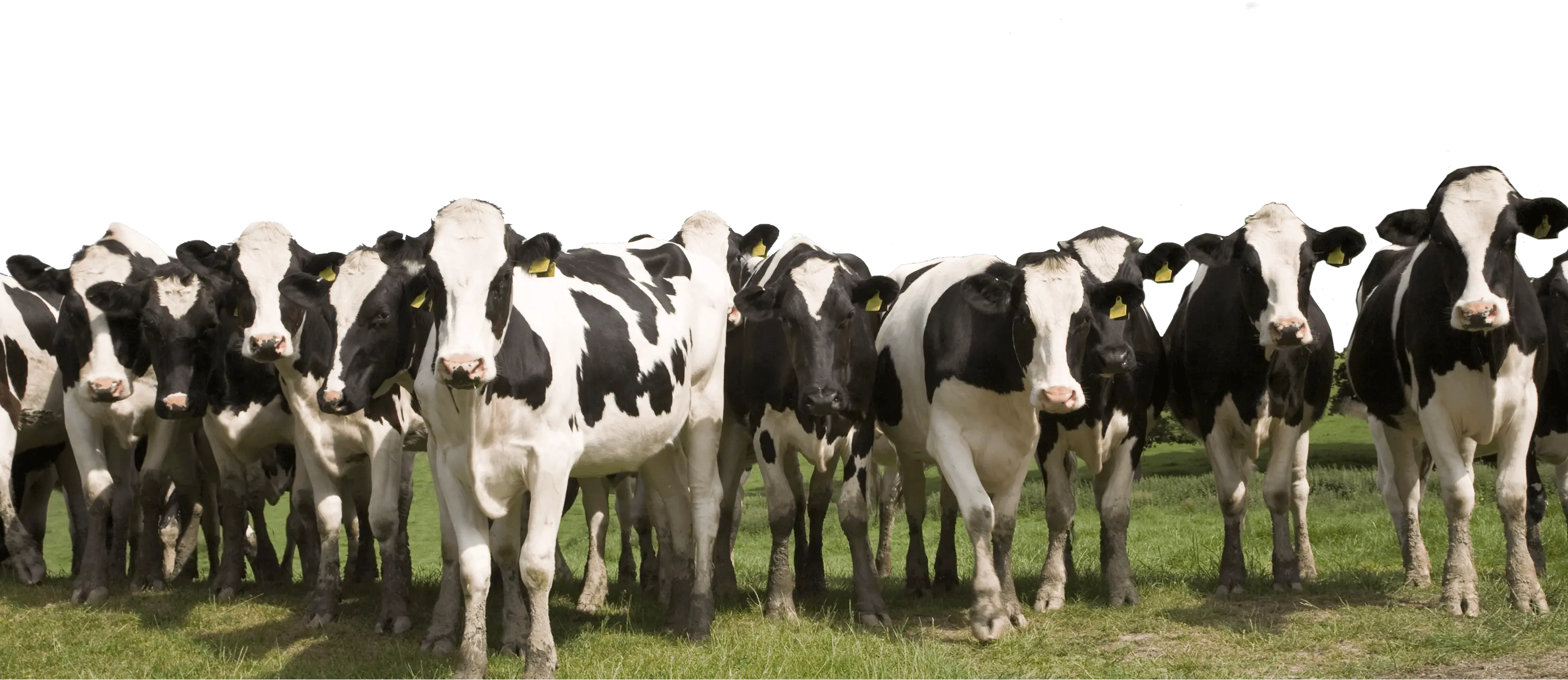 Innovation Center for U.S. Dairy | U.S. Dairy